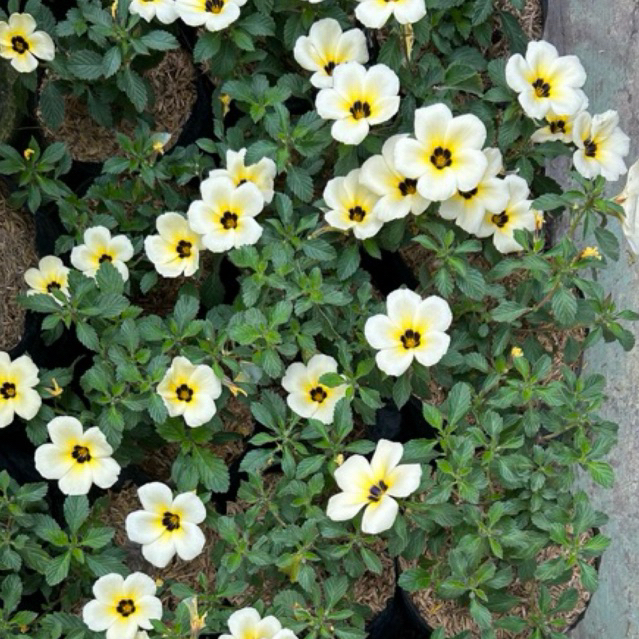 Jual BUNGA PUKUL DELAPAN / TANAMAN HIAS BUNGA TURNERA ULMIFOLIA ...