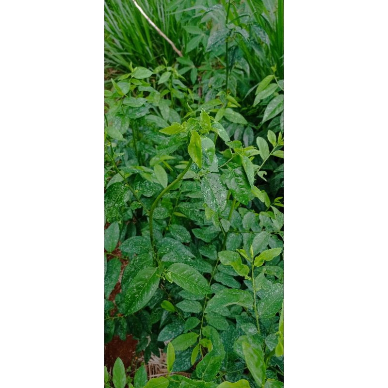 Jual Sayur daun katuk 1kg /daun katu segar/sayur katu/katu/pelancar asi ...