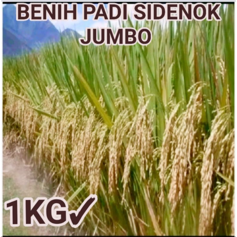 Jual Benih padi SI DENOK JUMBO (1kg) | Shopee Indonesia