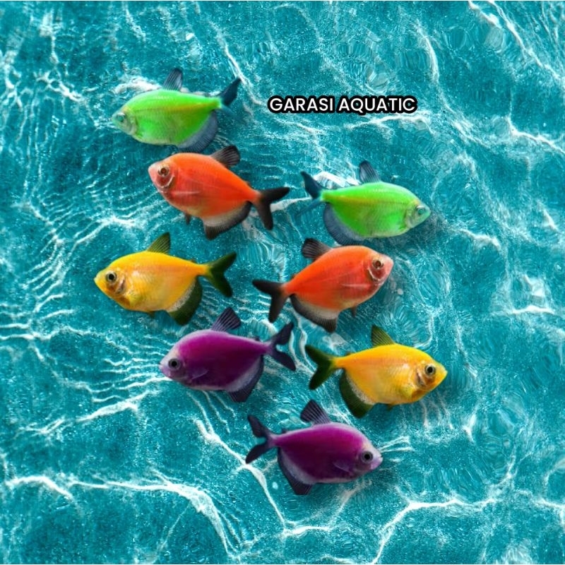 Jual ikan hias glofish tetra | Shopee Indonesia