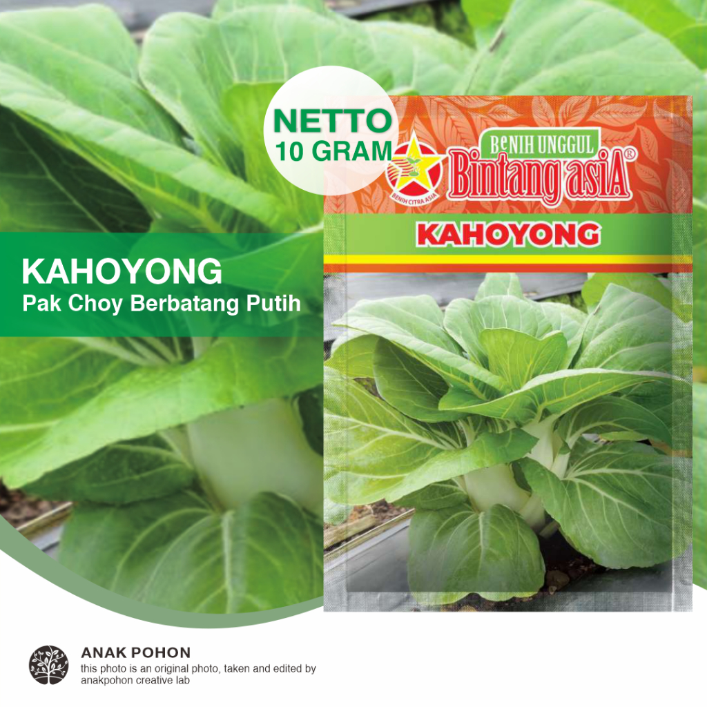 Jual (1 PACK) Benih Pak Choy KAHOYONG Batang Putih Pendek Besar Daun ...