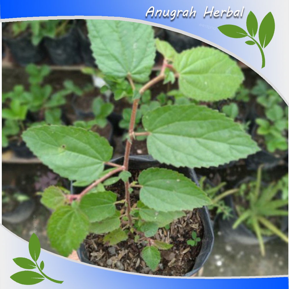 Jual bibit setek/ ceri/ ceri-cerian /strawberry tree /kersen siap tanam ...