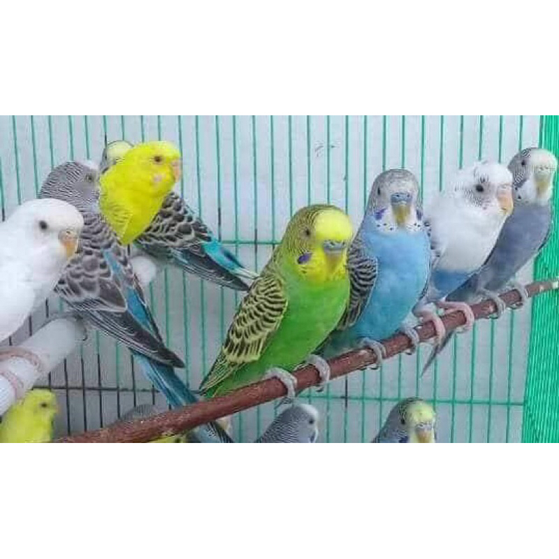 Jual Paket Aviary Burung Parkit 20 ekor | Shopee Indonesia
