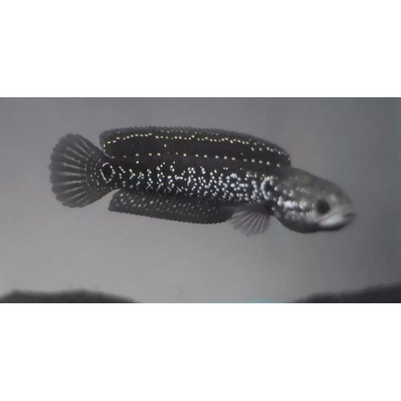 Jual HIASAN AQUARIUM CHANNA ASIATICA WS 7-8CM SINGLE TANK REAL ORIGINAL ...