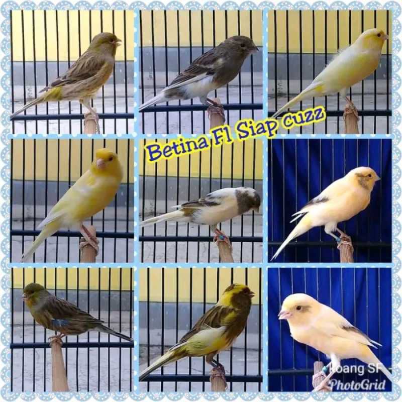 Jual BURUNG KENARI F1 BETINA SIAP TERNAK | Shopee Indonesia