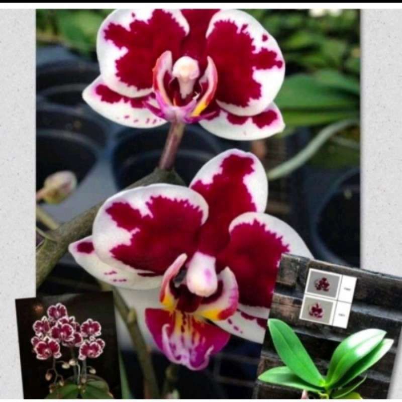 Jual tanaman hias bunga anggrek bulan 2 warna merah tua putih | Shopee ...