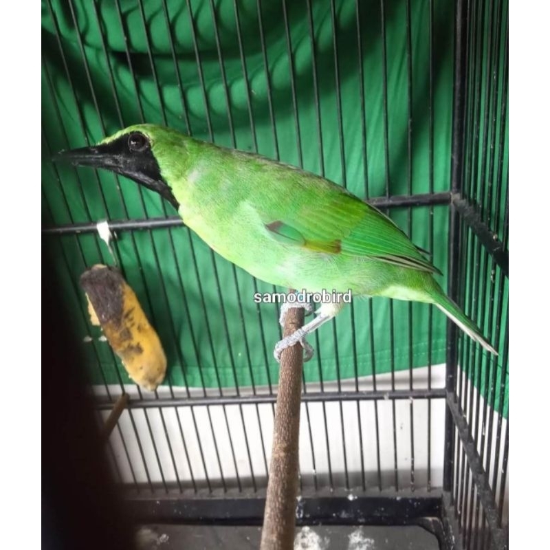 Jual Ijo bahan big size ekor mulus mulai rajin bunyi | Shopee Indonesia