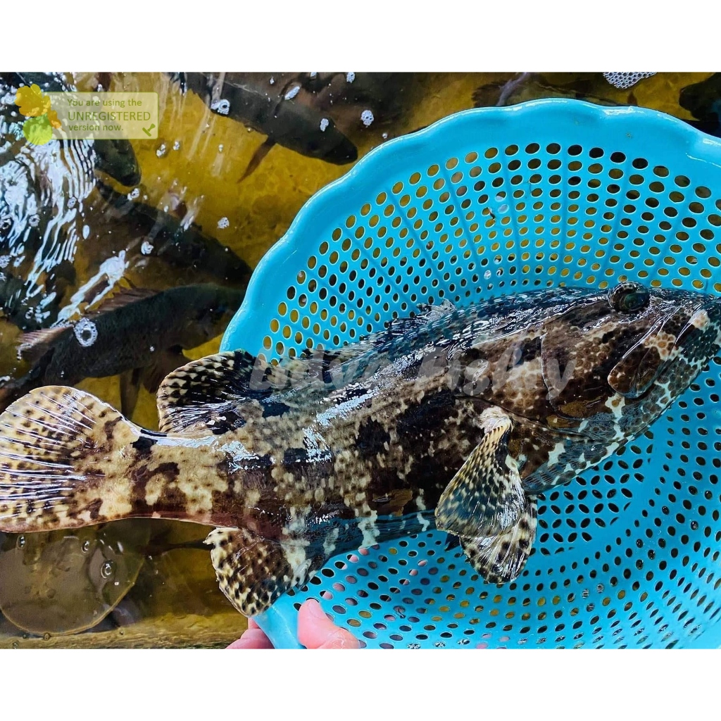 Jual Ikan Kerapu Segar 1Kg Ikan Kerapu Macan Ikan Kerapu Cantrang ...
