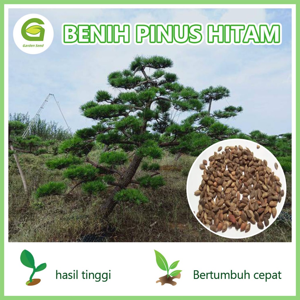 Jual 10 Benih Pine Hitam,Amefurashi Benih Biji Pohon Japanese Black ...