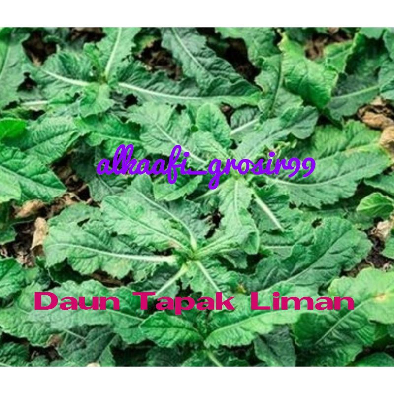 Jual DAUN TAPAK LIMAN | Shopee Indonesia