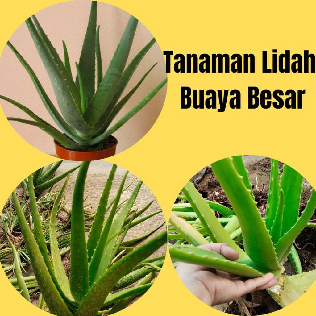Jual Lidah buaya asli 100%, Lidah Buaya jumbo, Lidah buaya Asli ...