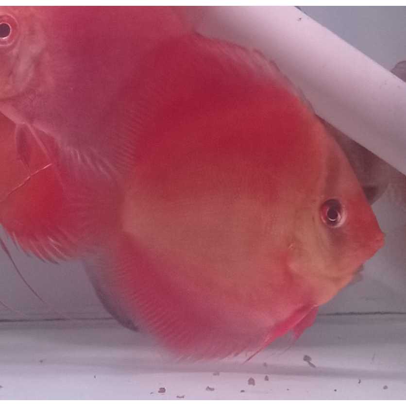 Jual Discus San Merah 2,5" inch s/d 5" inch | Shopee Indonesia