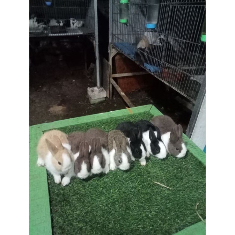 Jual kelinci mini dutch | Shopee Indonesia
