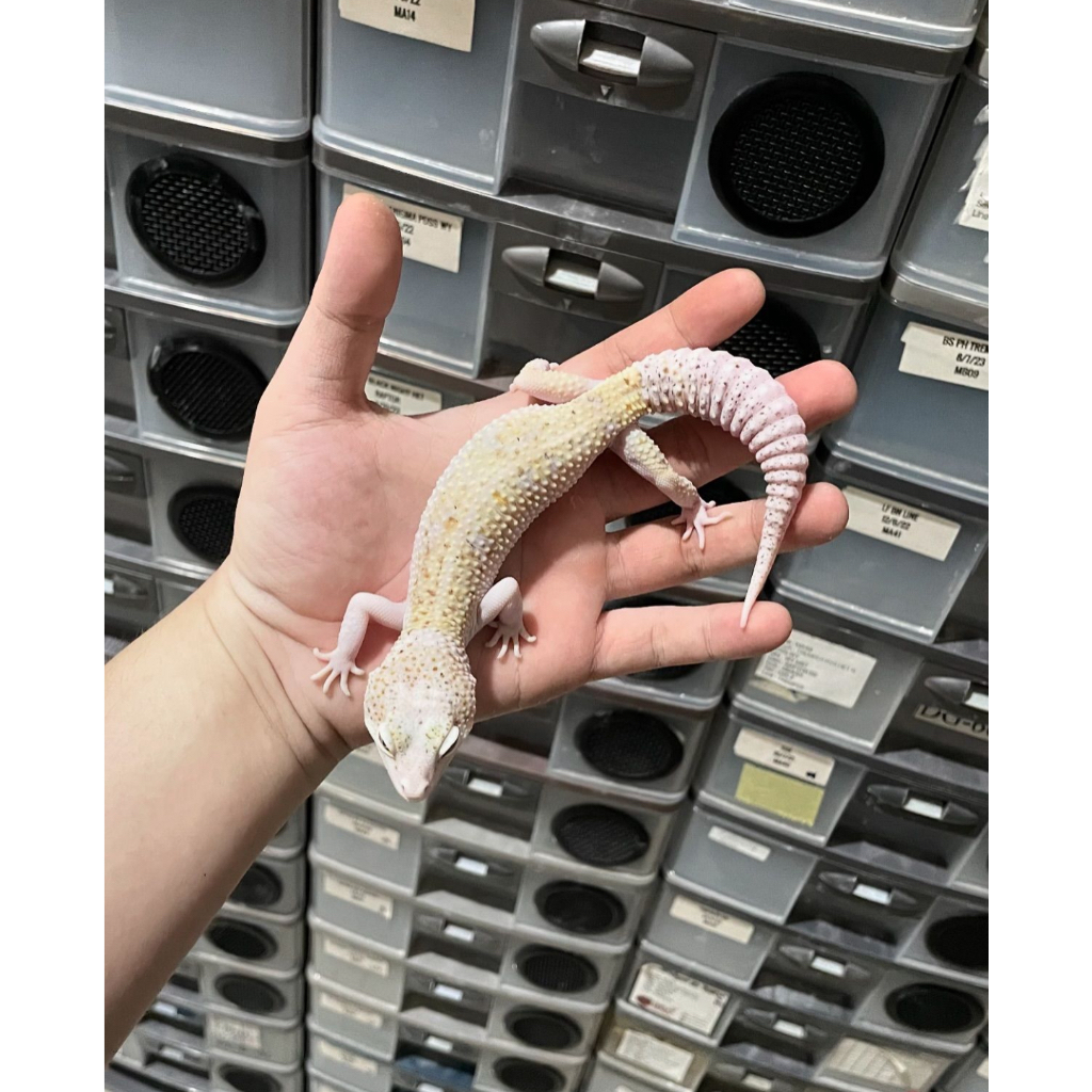 Jual LEOPARD GECKO WY MACK SNOW ECLIPSE HET RAPTOR MA06 | Shopee Indonesia