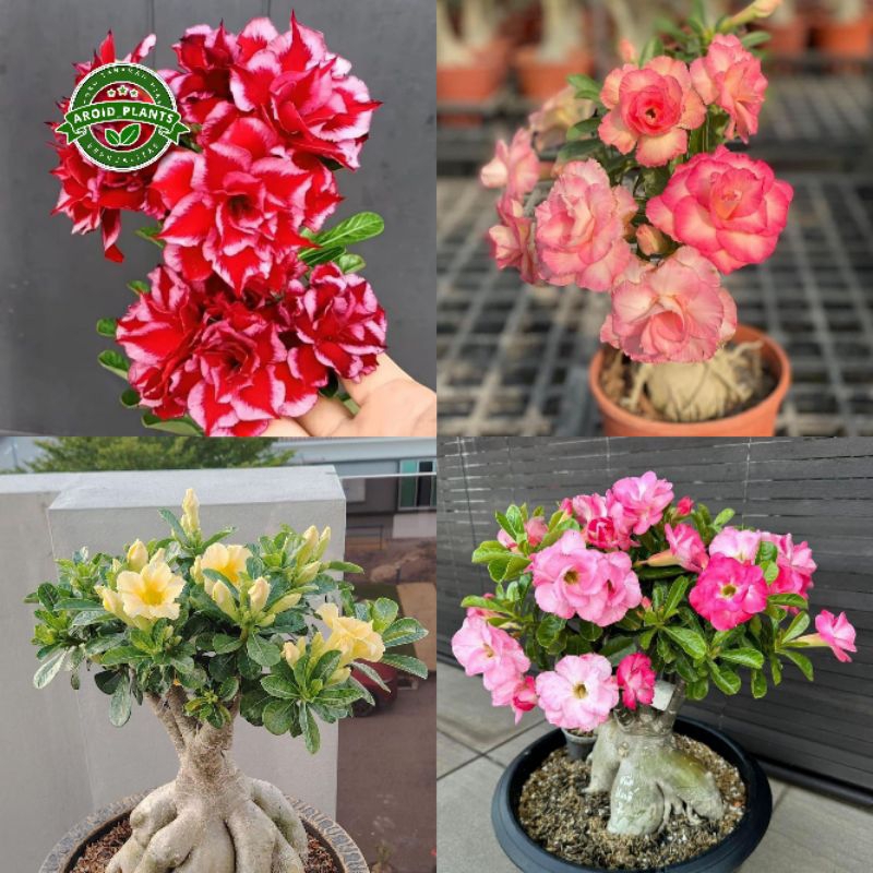 Jual Paket Hemat 4 Jenis Tanaman Hias Bunga Adenium Bunga Tumpuk ...