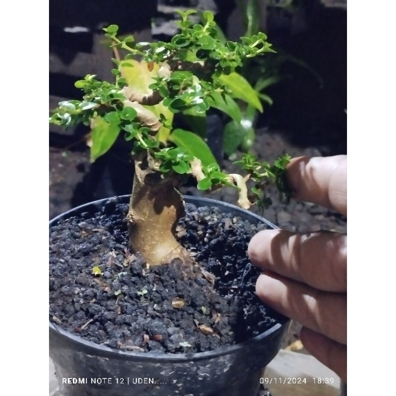 Jual sancang mungil | Shopee Indonesia