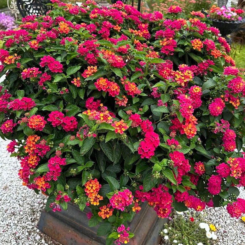 Jual Tanaman Hias Bunga Lantana - Bibit Pohon Bunga Lantana - tanaman ...