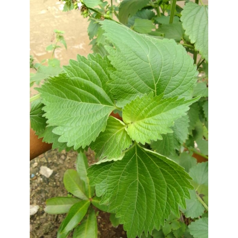 Jual pohon matcho/sisho/pohon Tionghoa , kualitas super ,daun lebar dan ...