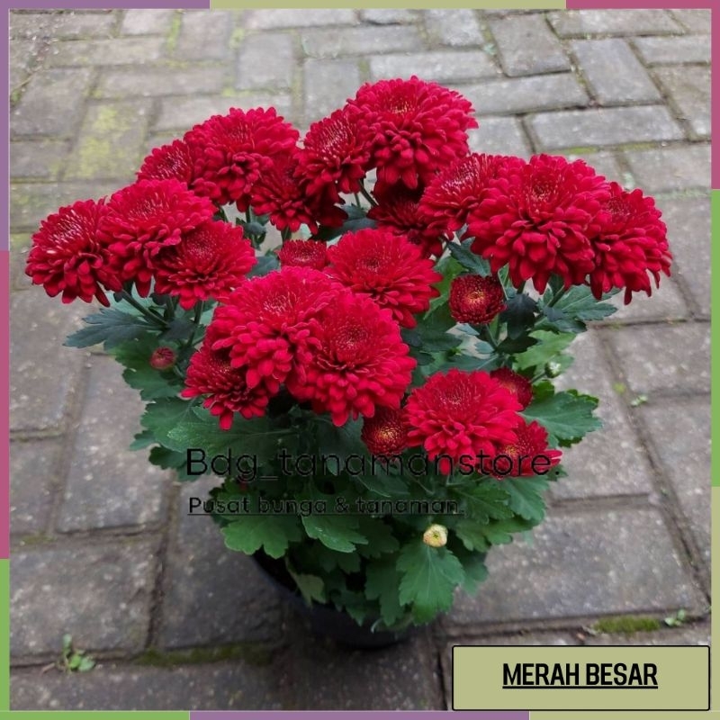 Jual PILIH WARNA! TANAMAN BUNGA KRISAN SERUNI ASTER GRADE SUPER ...
