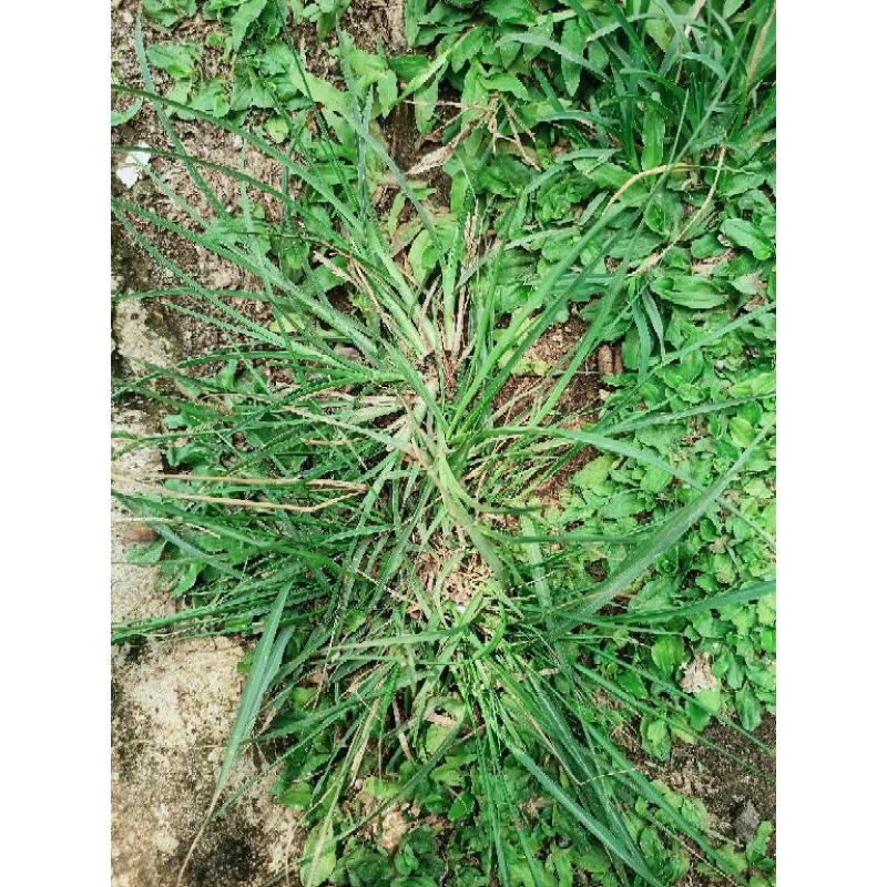 Jual rumput belulang/tanaman | Shopee Indonesia Jual rumput belulang/tanaman | Shopee Indonesia