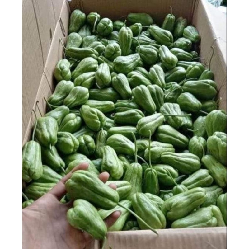 Jual Labu Siam baby / mini / kecil 1 KG | Shopee Indonesia