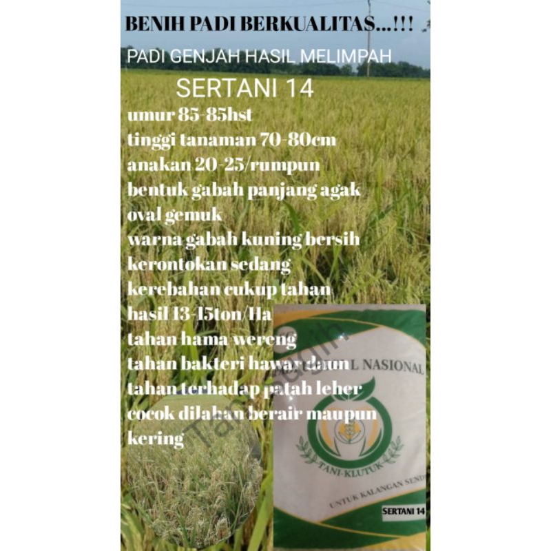 Jual Benih/benih padi MSP SERTANI 14 kemasan 5kg bulir besar,bobot bagus | Shopee Indonesia