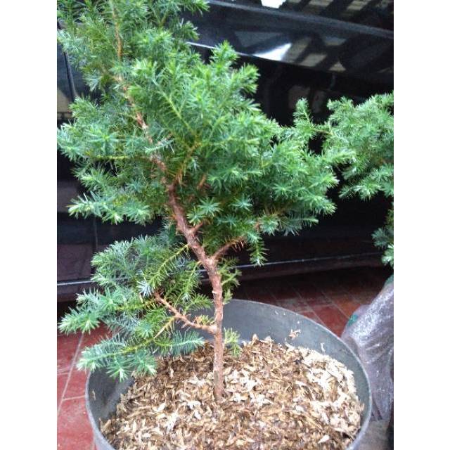 Jual TANAMAN CEMARA SINENSIS/EMBUN | Shopee Indonesia