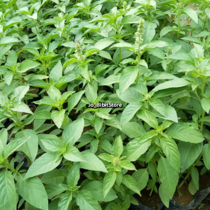 Jual Dapat 5 Bibit Tanaman Daun Kemangi Lalapan Sudah Rimbun Siap Tanam ...