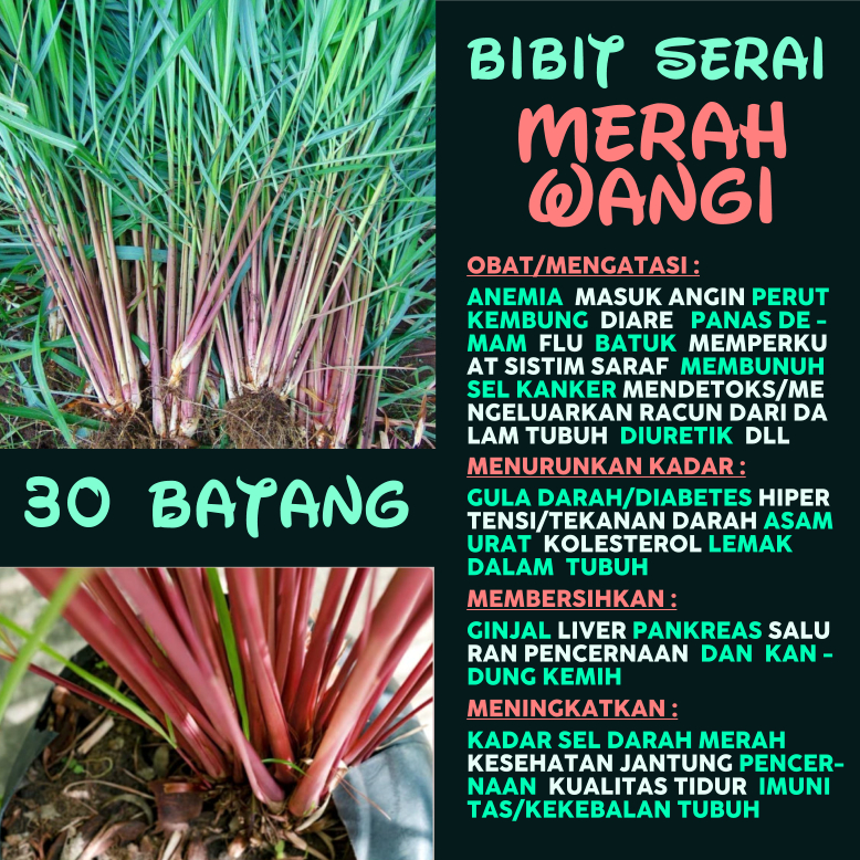 Jual 1 Rumpun/30 Batang Bibit Tanaman Serai Sereh Sere Merah Wangi ...
