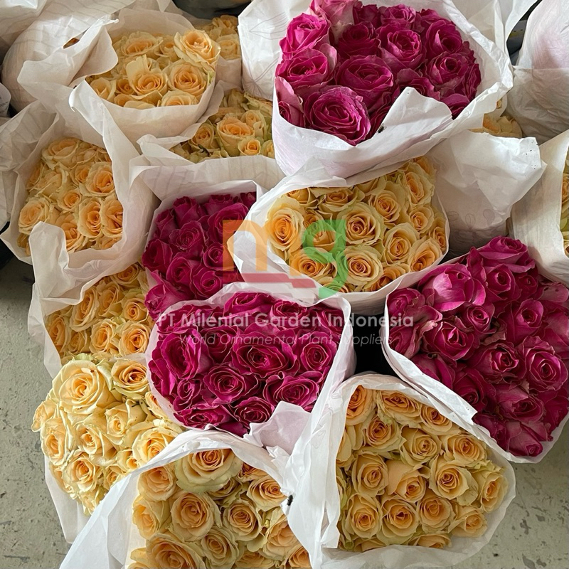 Jual bunga potong mawar grade C isi 20 batang bunga potong segar mawar ...