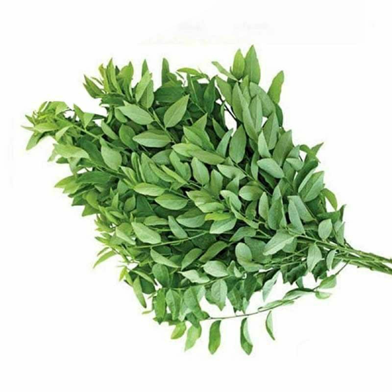 Jual DAUN KATUK/KATU PELANCAR ASI NON PESTISIDA | Shopee Indonesia