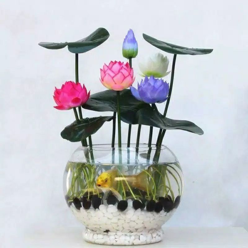 Jual Biji Bunga Lotus Biji Teratai Lotus mini Biji Benih Lotus 100 ...