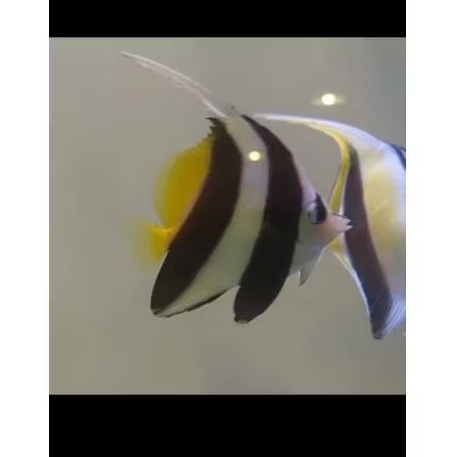 Jual Ikan Hias Laut Layaran Kuning | Shopee Indonesia