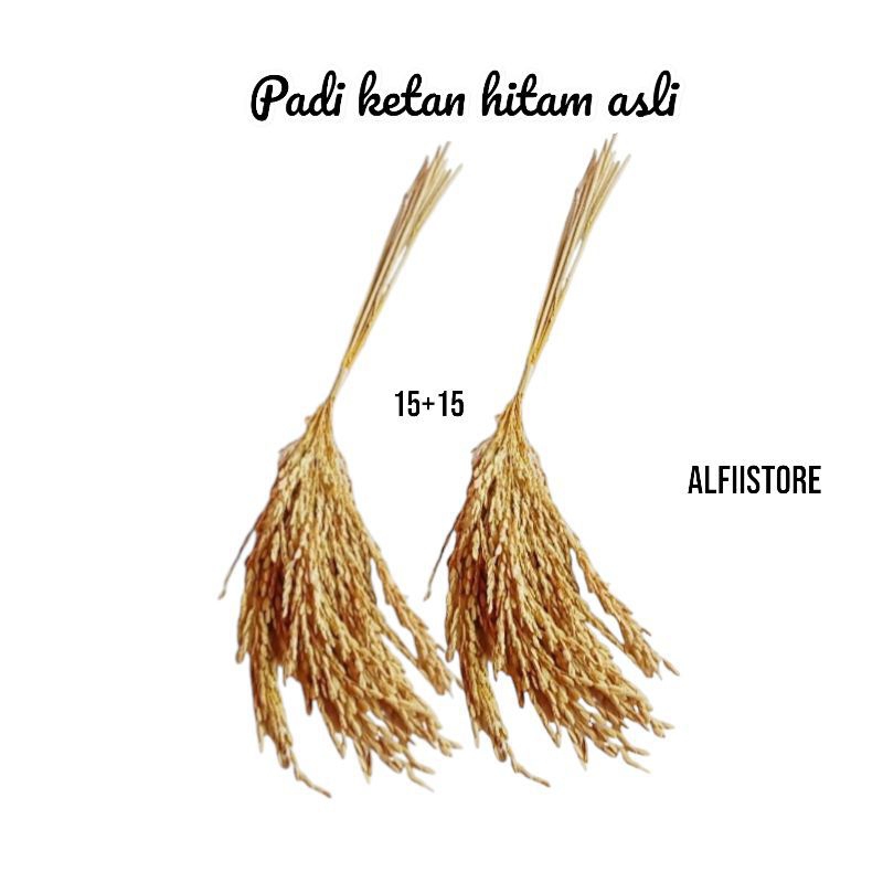 Jual padi ketan hitam asli isi 30 tangkai | Shopee Indonesia