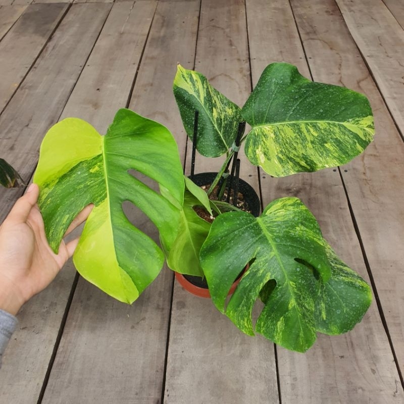 Jual Monstera marmorata monstera varigata kuning marmo aurea yellow ...