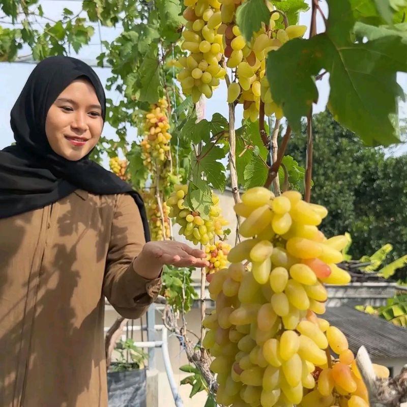 Jual promo 3 anggur beda jenis genjah cepat berbuah hasil ownroot ...