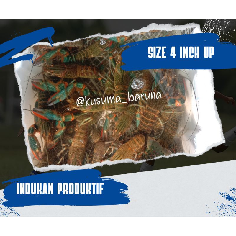 Jual "Jual Indukan Lobster Air Tawar budidaya berkualitas & sedang masa ...