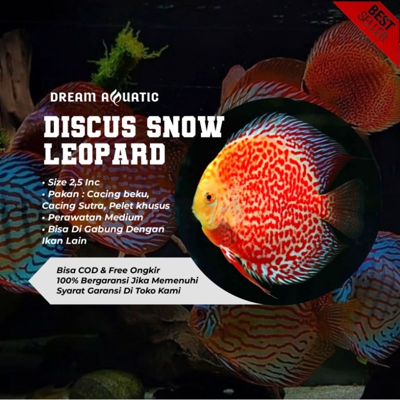 Jual JUAL DISCUS SNOW LEOPARD HIASAN AQUARIUM/AQUASCAPE | Shopee Indonesia
