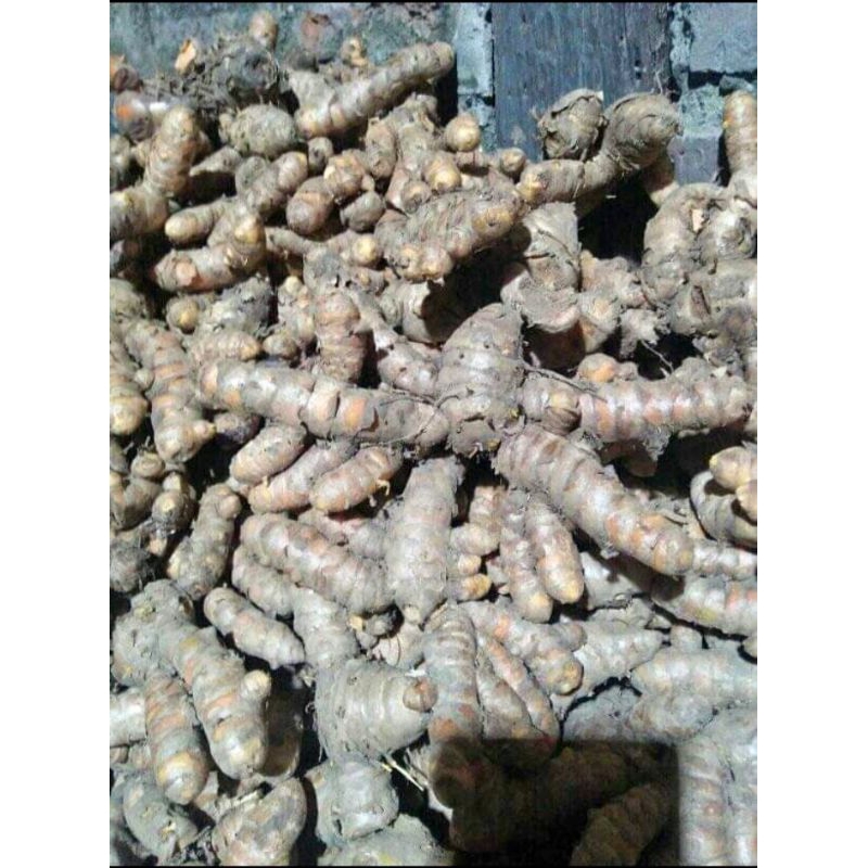Jual Kunyit Kunir satu kg | Shopee Indonesia