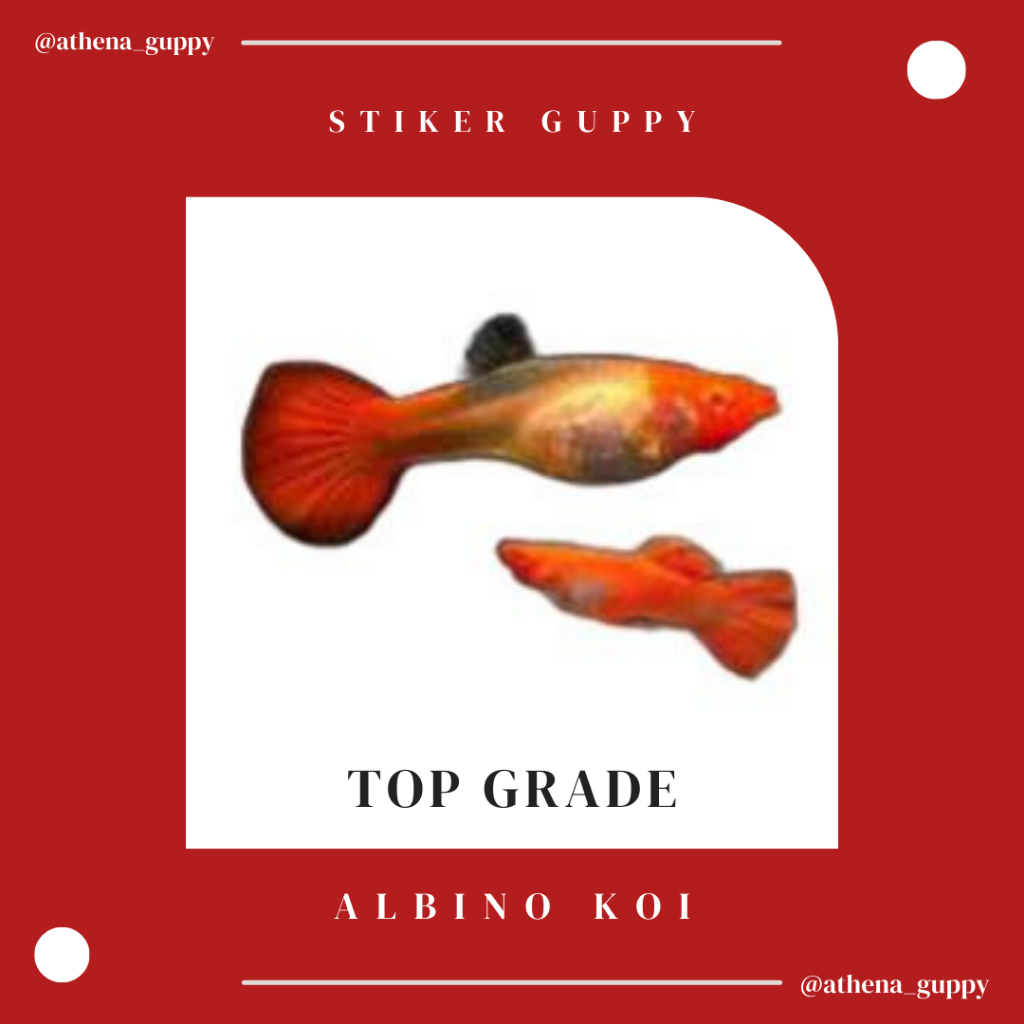 Jual STIKER GUPPY ALBINO KOI | Shopee Indonesia