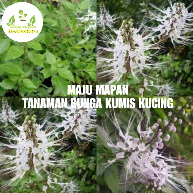 Jual TANAMAN BUNGA KUMIS KUCING (BERCABANG RIMBUN) | Shopee Indonesia