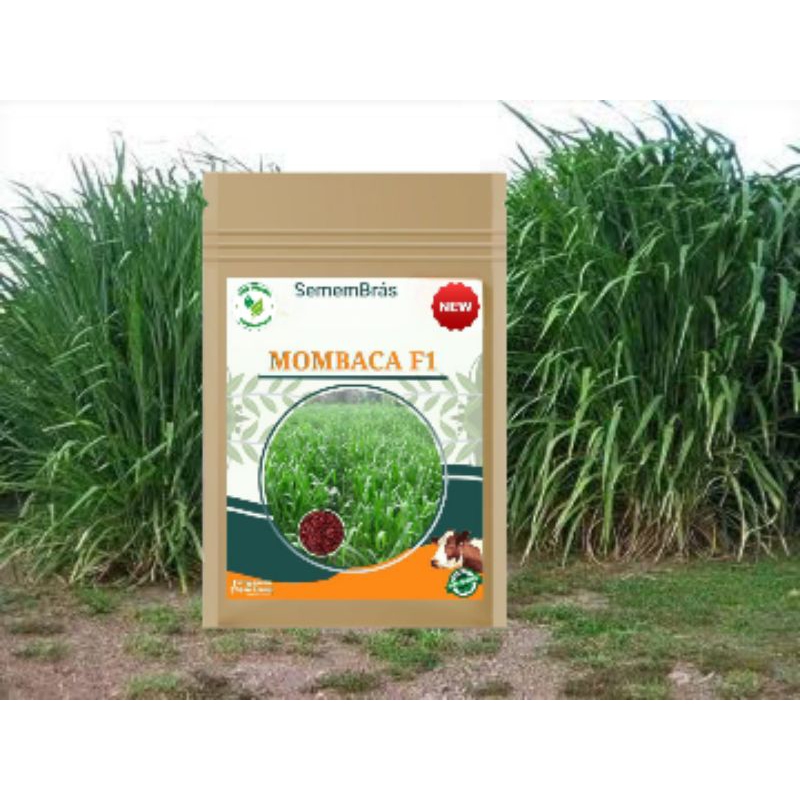Jual Benih biji rumput mombaca f1 Ghine 100gram - bibit rumput mombasa ...