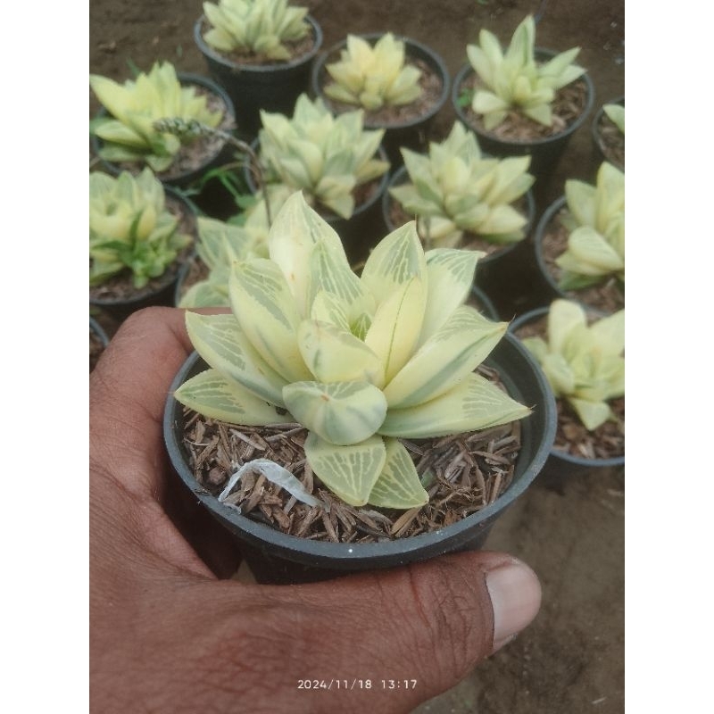 Jual hawortia retusa parigata aurea | Shopee Indonesia