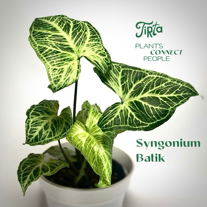 Jual Syngonium Batik - Tanaman Rawatan | Shopee Indonesia