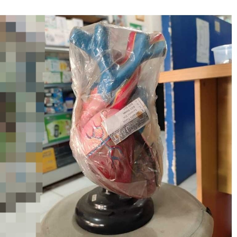 Jual Torso Anatomi Model Jantung Manusia | Shopee Indonesia