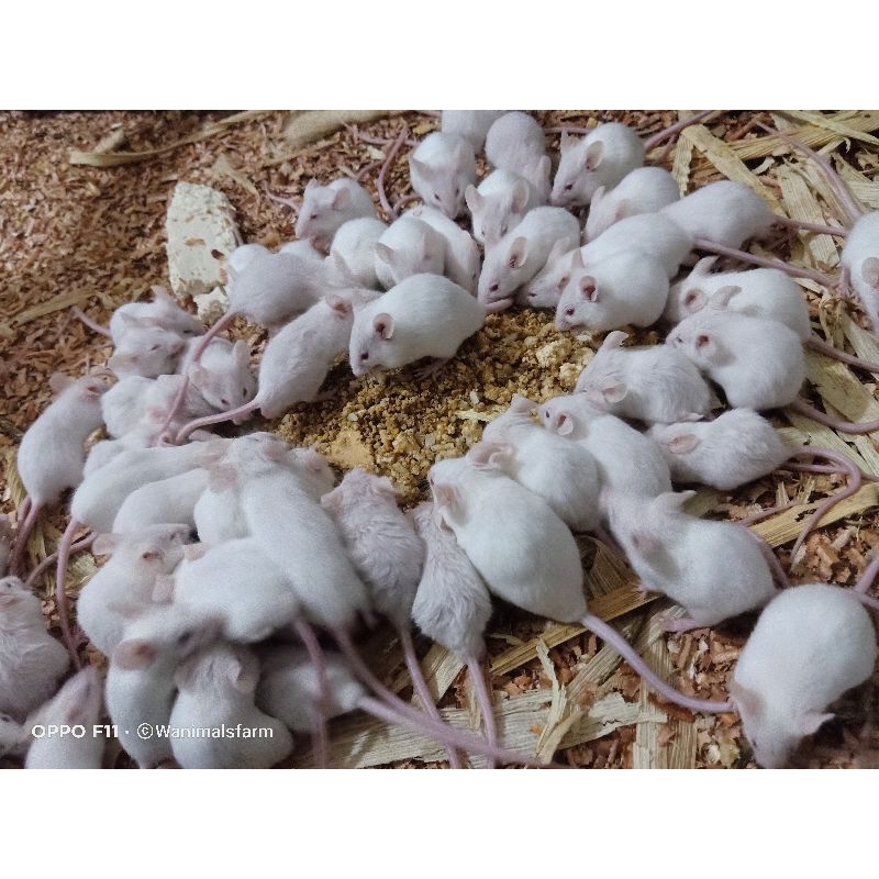 Jual TIKUS PUTIH CINDIL MENCIT PAKAN REPTILE PINGKIS (INSTAN KURIR ONLY ...