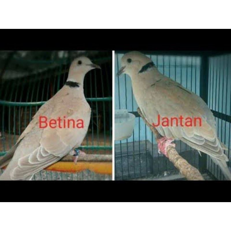 Jual BURUNG PUTER PELUNG SEPASANG SIAP TERNAK | Shopee Indonesia