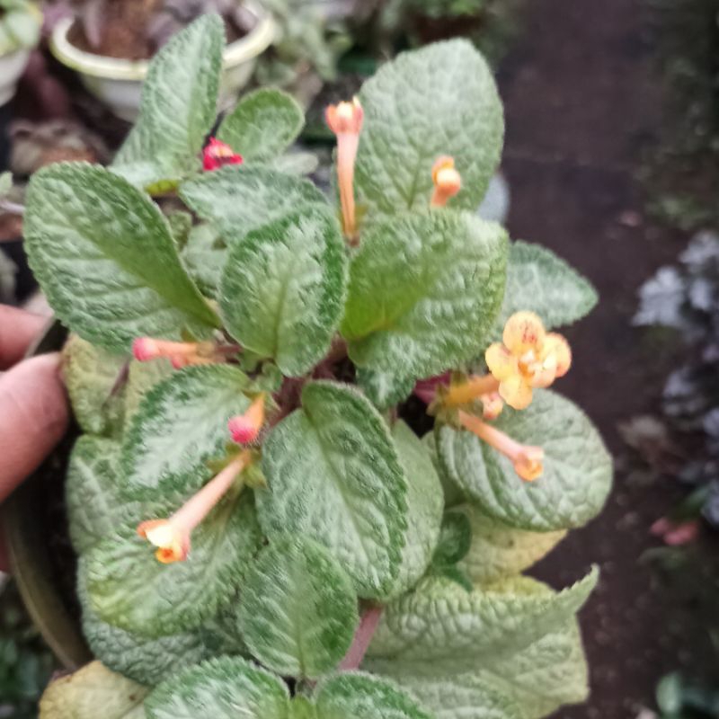 Jual Episcia Hybrid Green Bella (bunga oren) | Shopee Indonesia