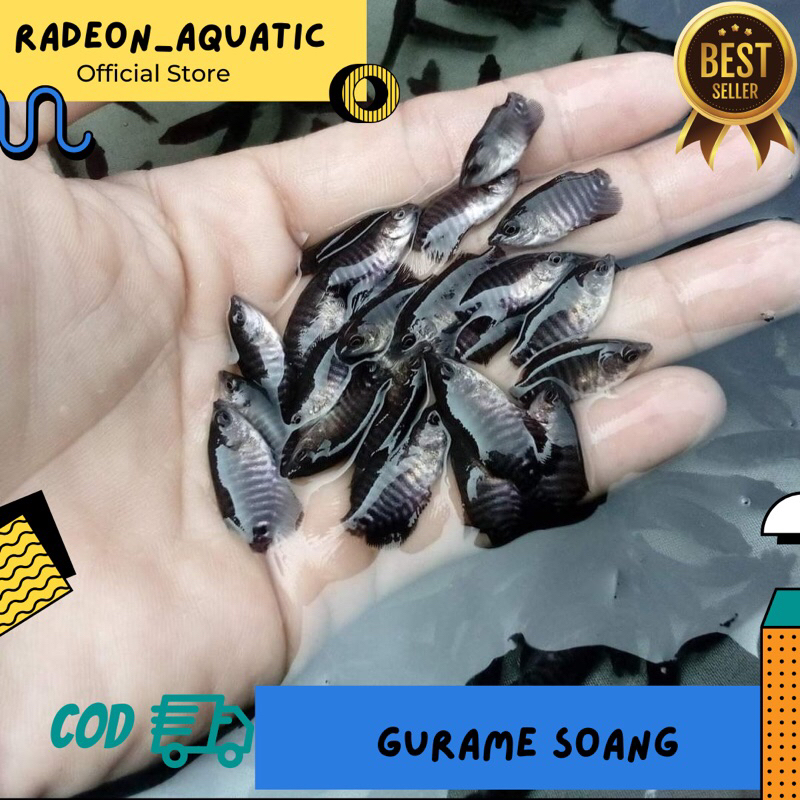 Jual paket 50 ekor bibit gurame soang nguaci berkualitas terbaik dan ...