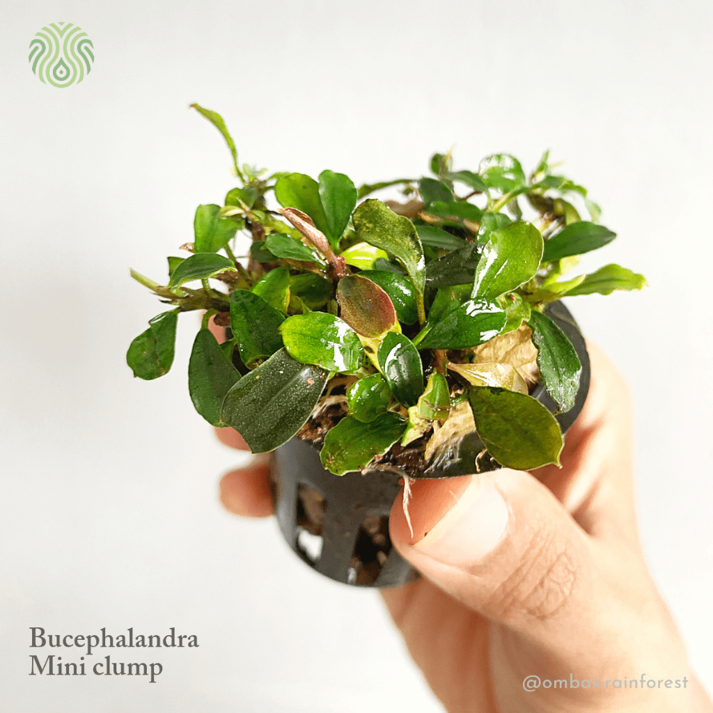 Jual Bucephalandra mini clump - emersed / tanaman aquascape ...